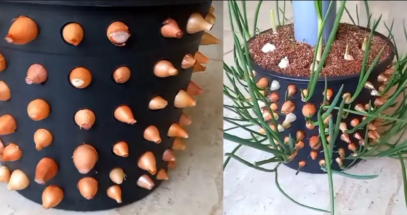 Innovative Gardening: Growing Onions and Garlic with a Bucket and PVC ...